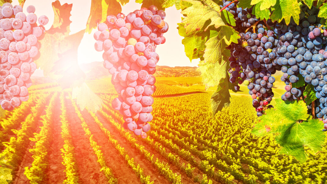 Biz traveler: Casey Stringer